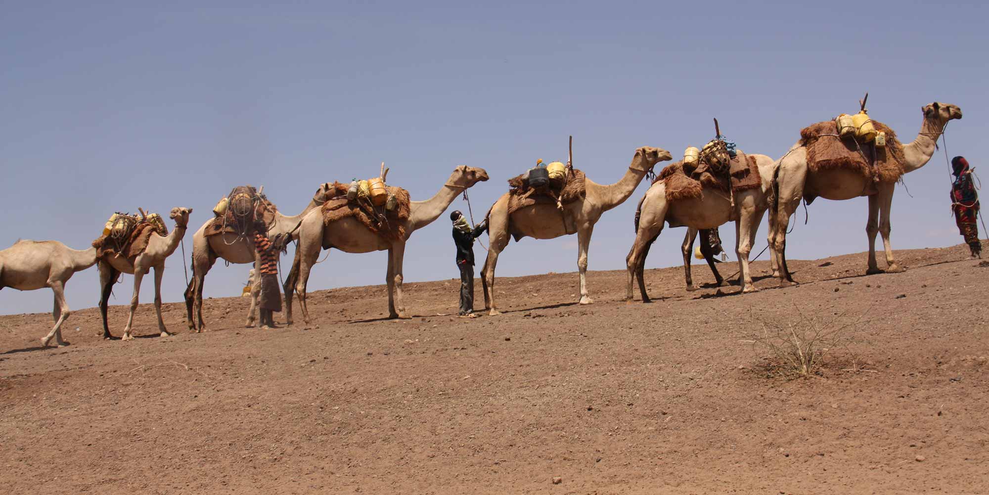 How "camel riders" are helping the COVID-19 vaccine push in Kenya ...