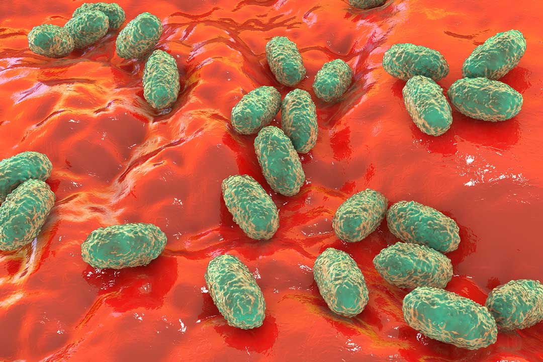 Vaccine profiles: Pertussis Vaccine profiles: Pertussis